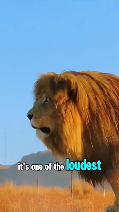 How Loud Is a Lion's Roar? You Won’t Believe This! - YouTube