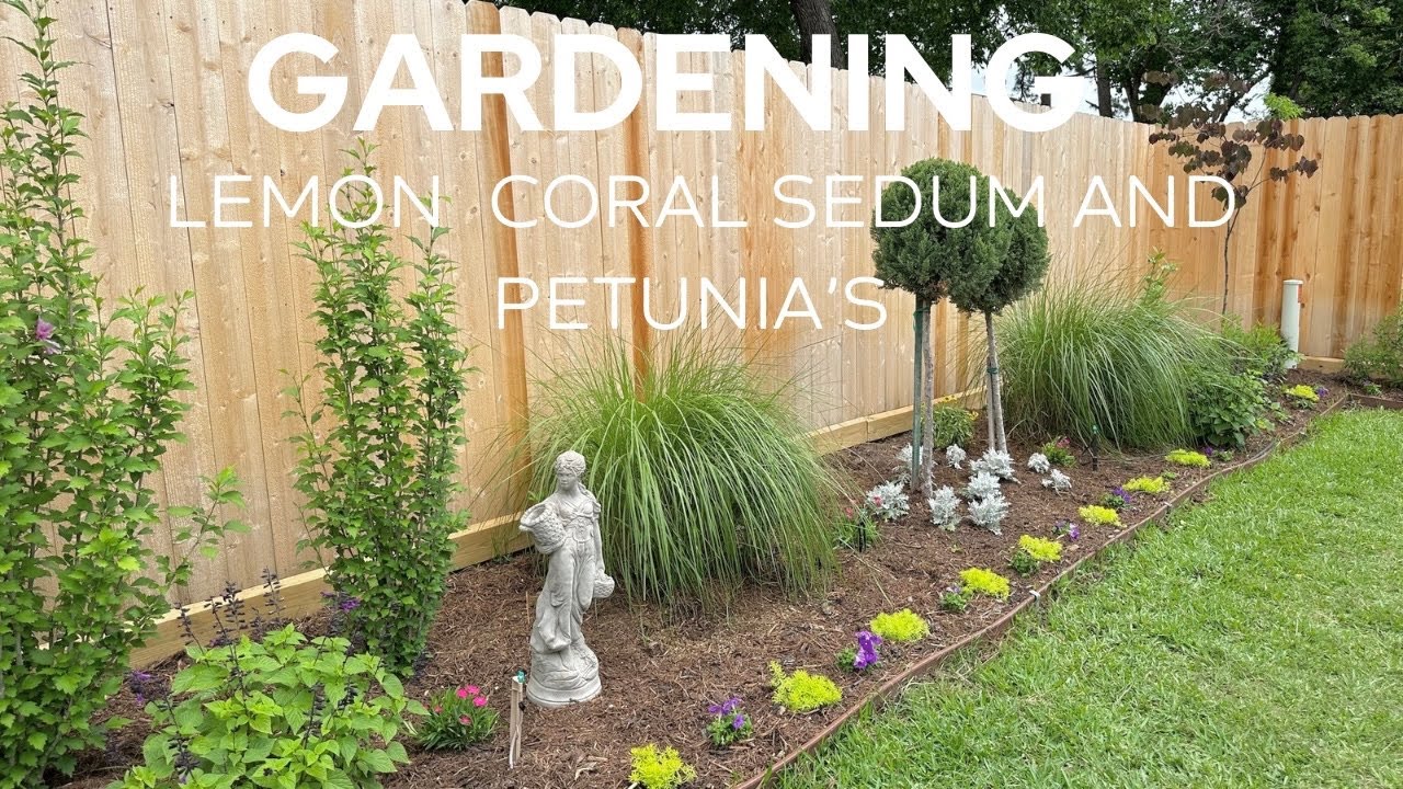 Gardening| Planting a Lemon Coral Sedum and Petunia Border - YouTube