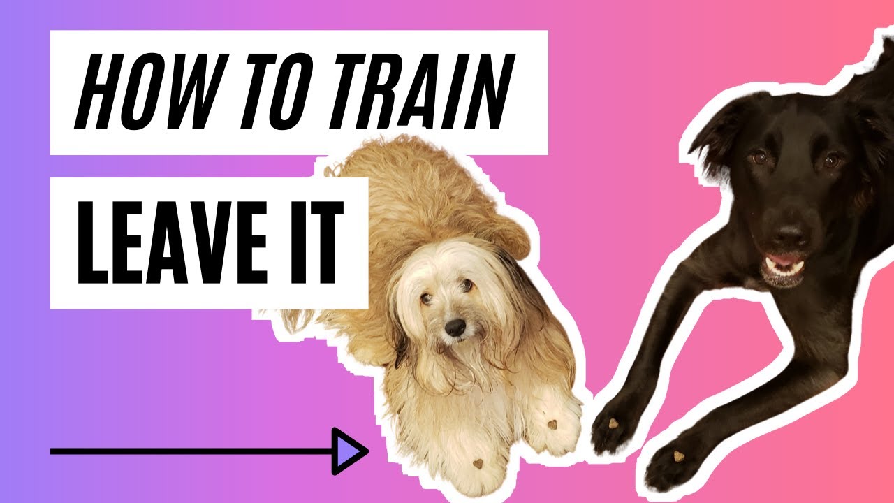 HOW TO TRAIN THE LEAVE IT COMMAND! Tips and tricks that worked for me ...