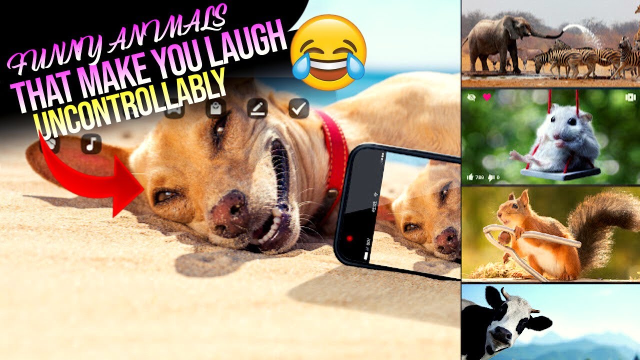 Funny Animal Videos that Make You Laugh Uncontrollably | Funny Animals ...