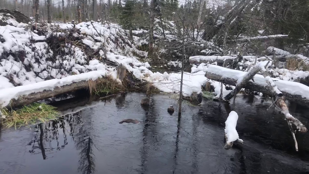 Beaver trapping in northern Minnesota, late October 2020 - YouTube