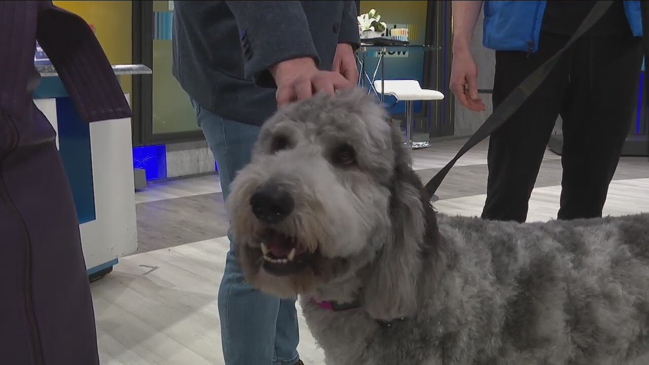 King Lou Pets - 2/29/24 - YouTube