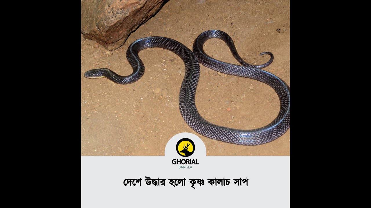 Lesser black krait 2 - YouTube