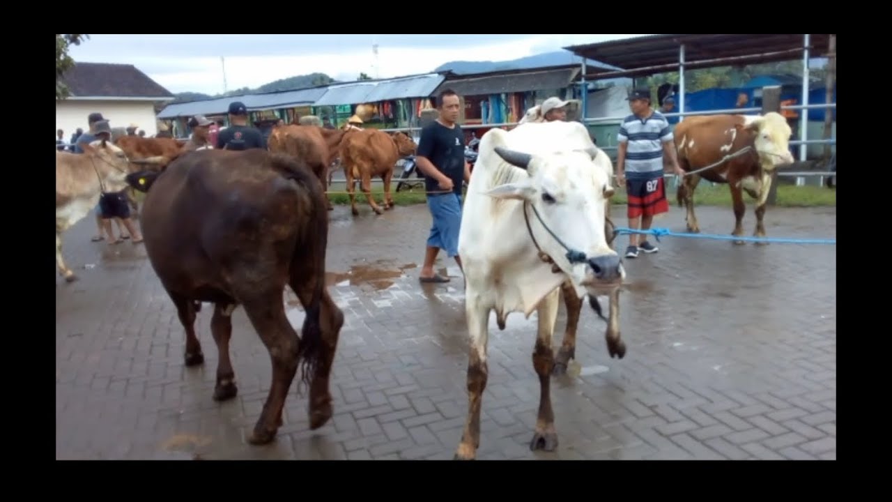 Sapi-sapi prospek berdatangan di pasar hewan/sapi imogiri bantul - YouTube