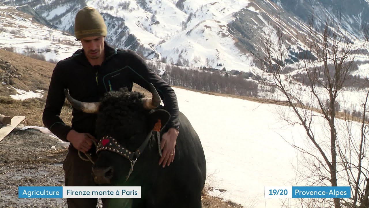 Hautes-Alpes : dernier shampoing avant le salon de l'agriculture pour ...