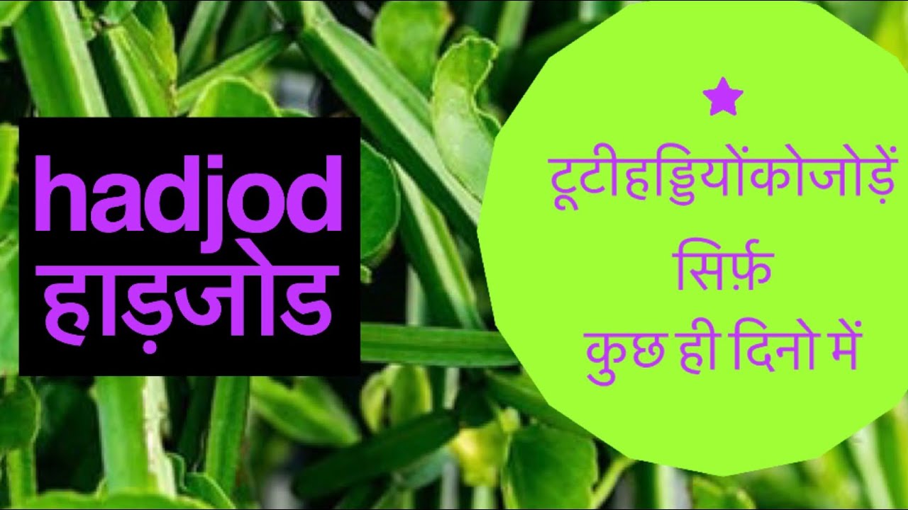 Magical herbal plant “Hadjod “ . It heals any bone fractures in just ...