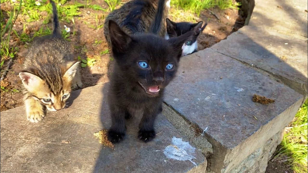 Poor Little Kittens living in the park. Mother Cat loves her Kittens. 😍 ...