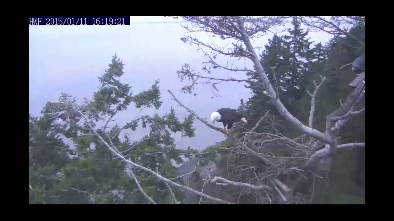 AWESOME! WATCH MOM SNIPPING OFF BRANCH !!! - YouTube