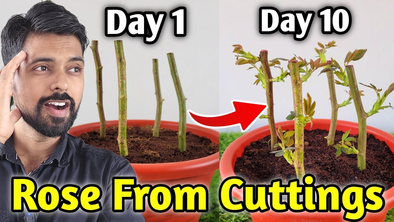 How to grow Rose from Cutting | Gulab ki kalam kaise lagaye - YouTube
