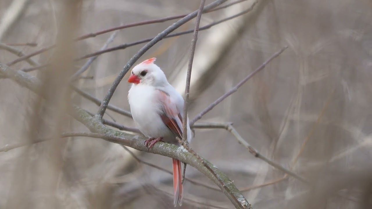 The White Cardinal: A Rare and Majestic Bird of North America – New and ...