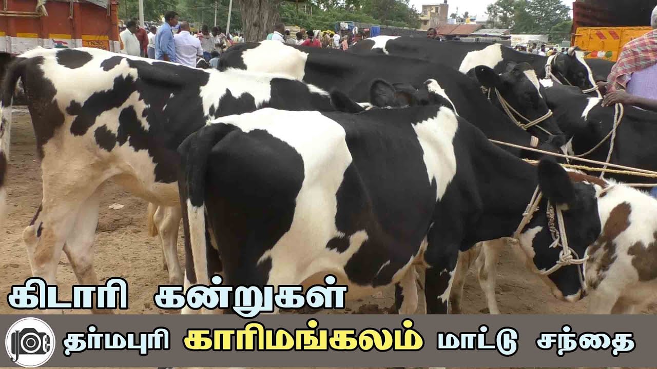 Karimangalam mattu santhai | காரிமங்கலம் மாட்டு சந்தை - YouTube