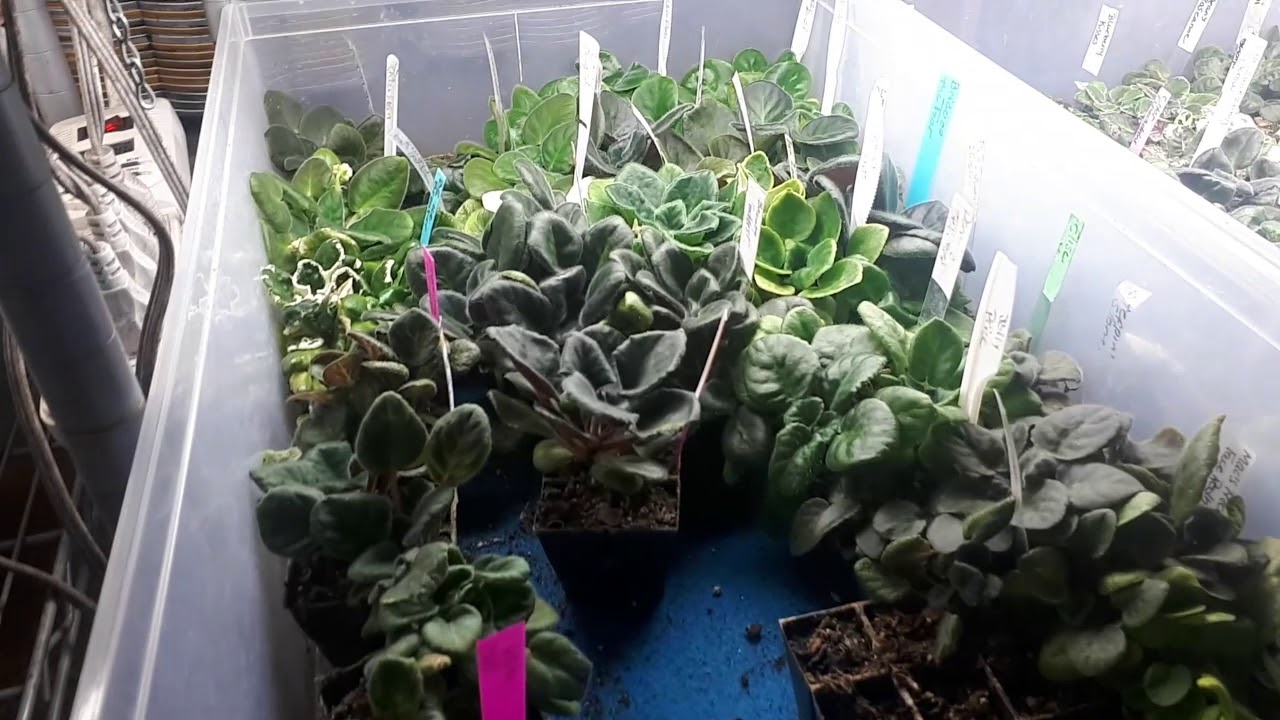 Visite virtuelle des installations violettes africaines chez ...