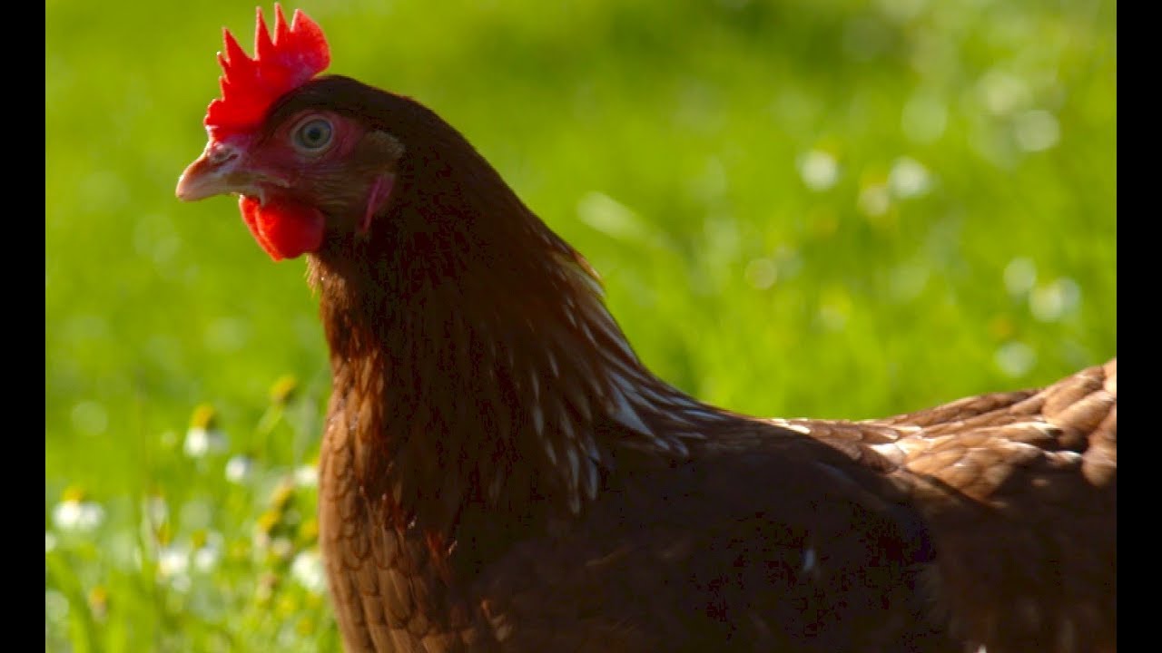 St Ewe Free Range Eggs - YouTube