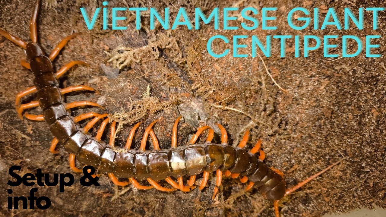 Creating a Custom Enclosure for My New Scolopendra – Watch the Setup ...