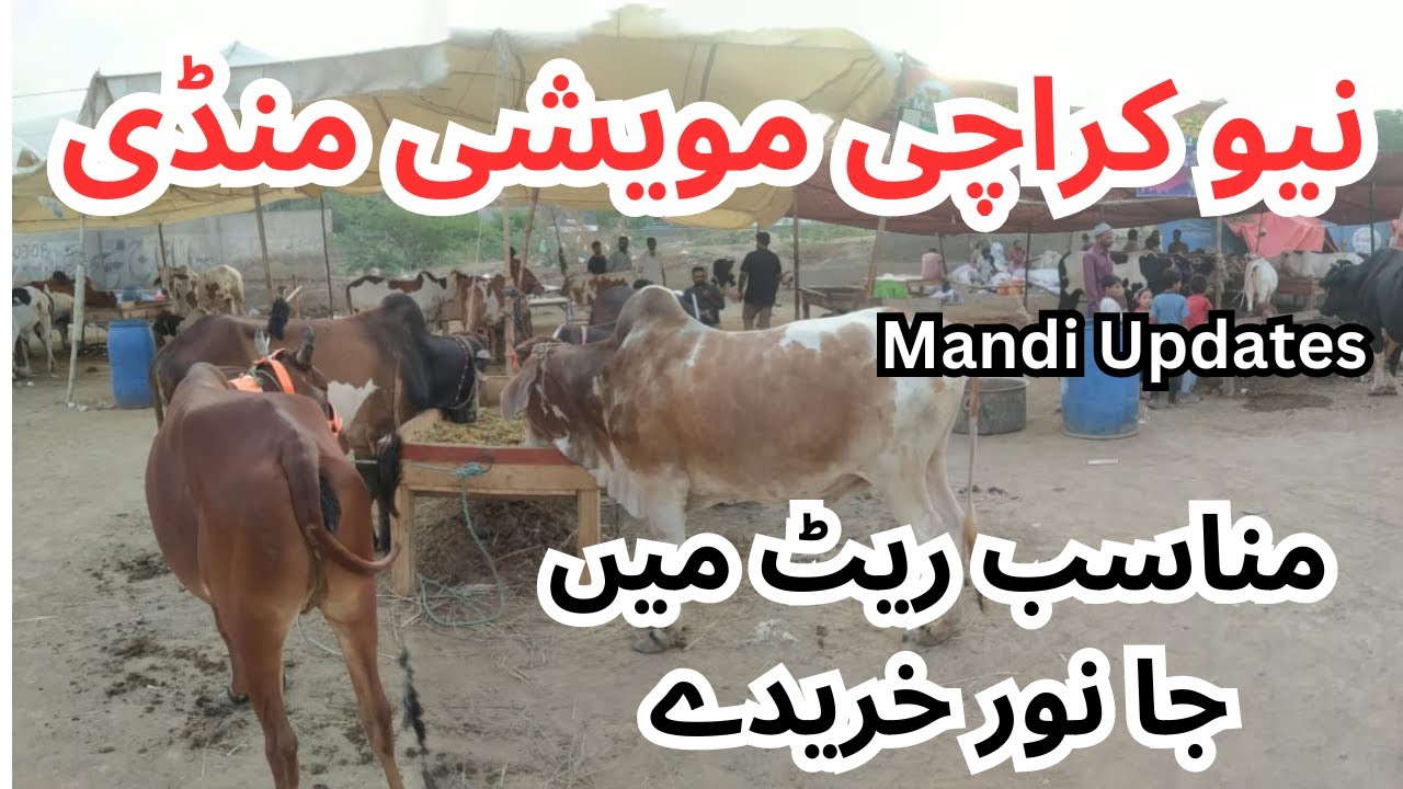 New Karachi Maweshi Mandi 11D Mandi | 11D Cow Mandi | Cow Madni 11D New Karachi 2023 | 11D Mandi ...
