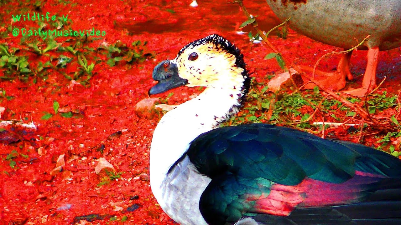 Wildlife V @DailyMusicVideo: Bring Peace To Earth and Save Wilderness ...