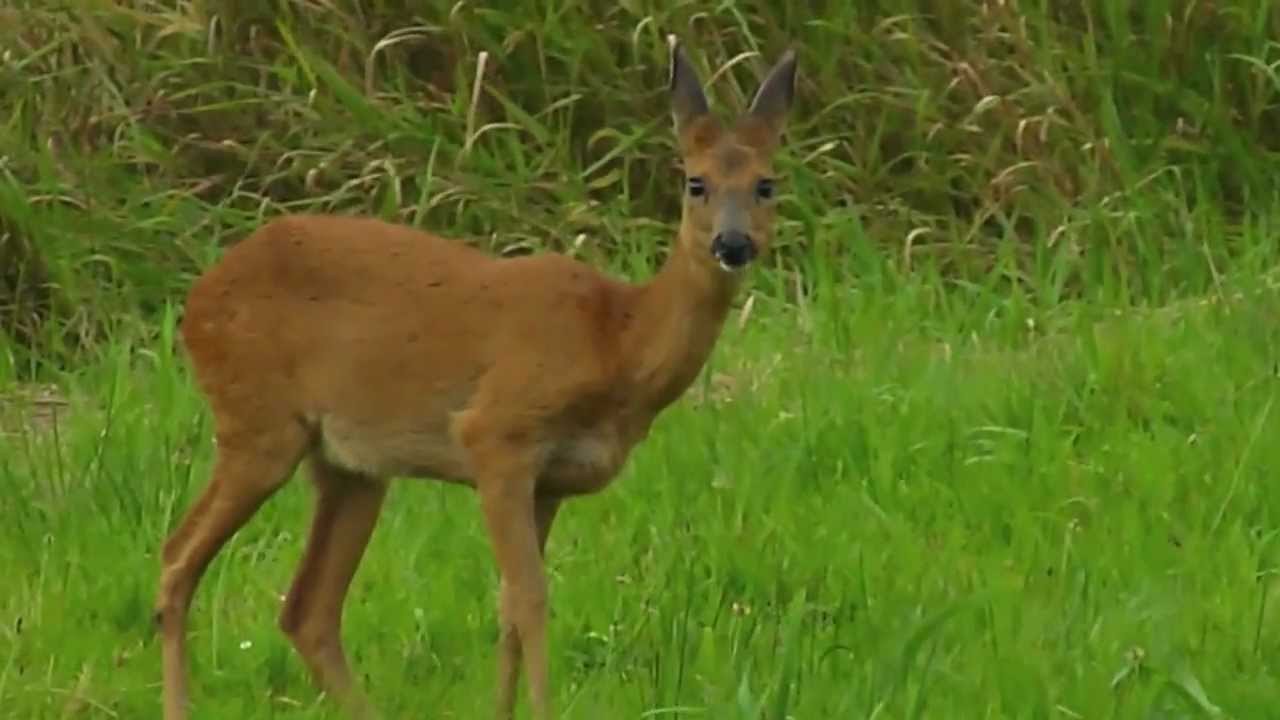 Laveiende jonge reegeit (smalree) - Grazing young female roedeer - YouTube