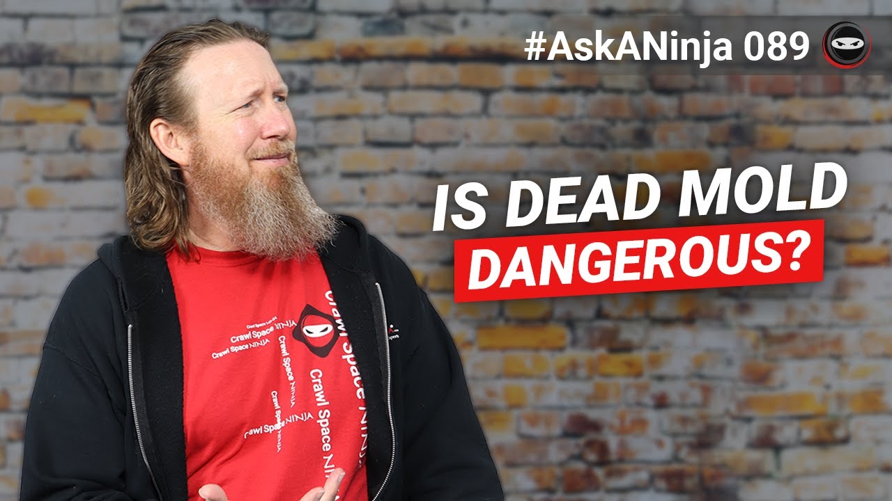 Is Dead Mold Dangerous? | Dead and Dormant Mold FAQs - YouTube