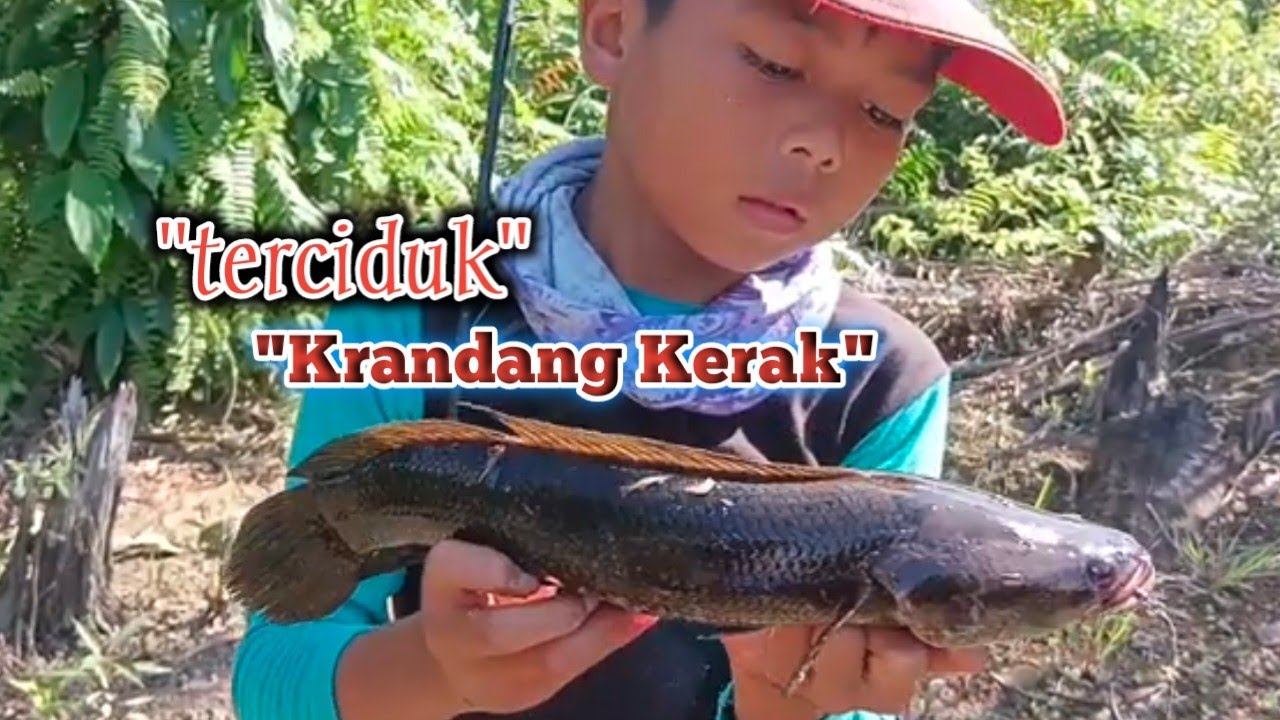 ikan Krandang sampai hitam kerak dan streck bertubi-tubi panen ikan ...