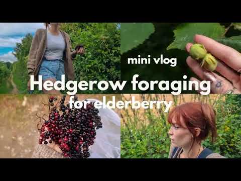 Hedgerow foraging; elderberries & more - YouTube