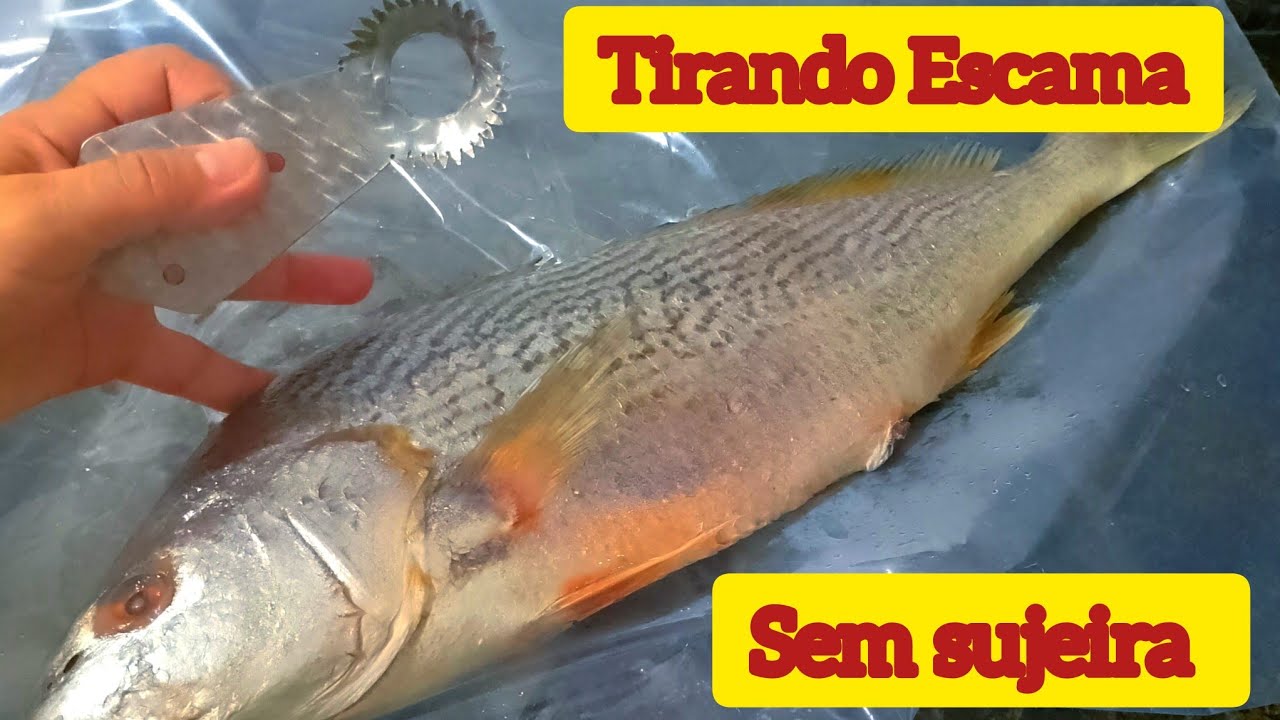 MORRIA e NÃO SABIA! COMO tirar ESCAMA DE PEIXE sem sujeira - YouTube