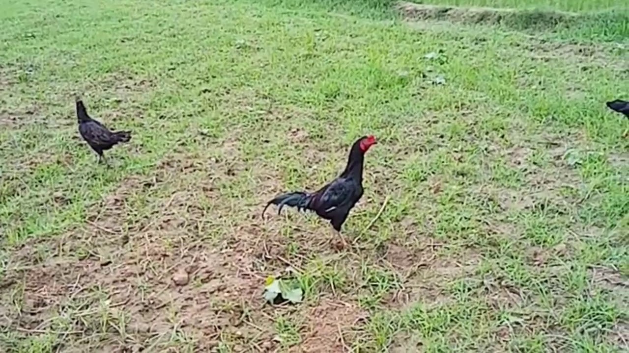 Thailand murgy - YouTube