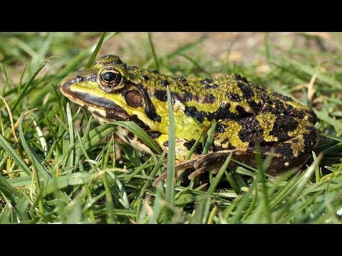 SPRINGENDE KIKKERS - YouTube