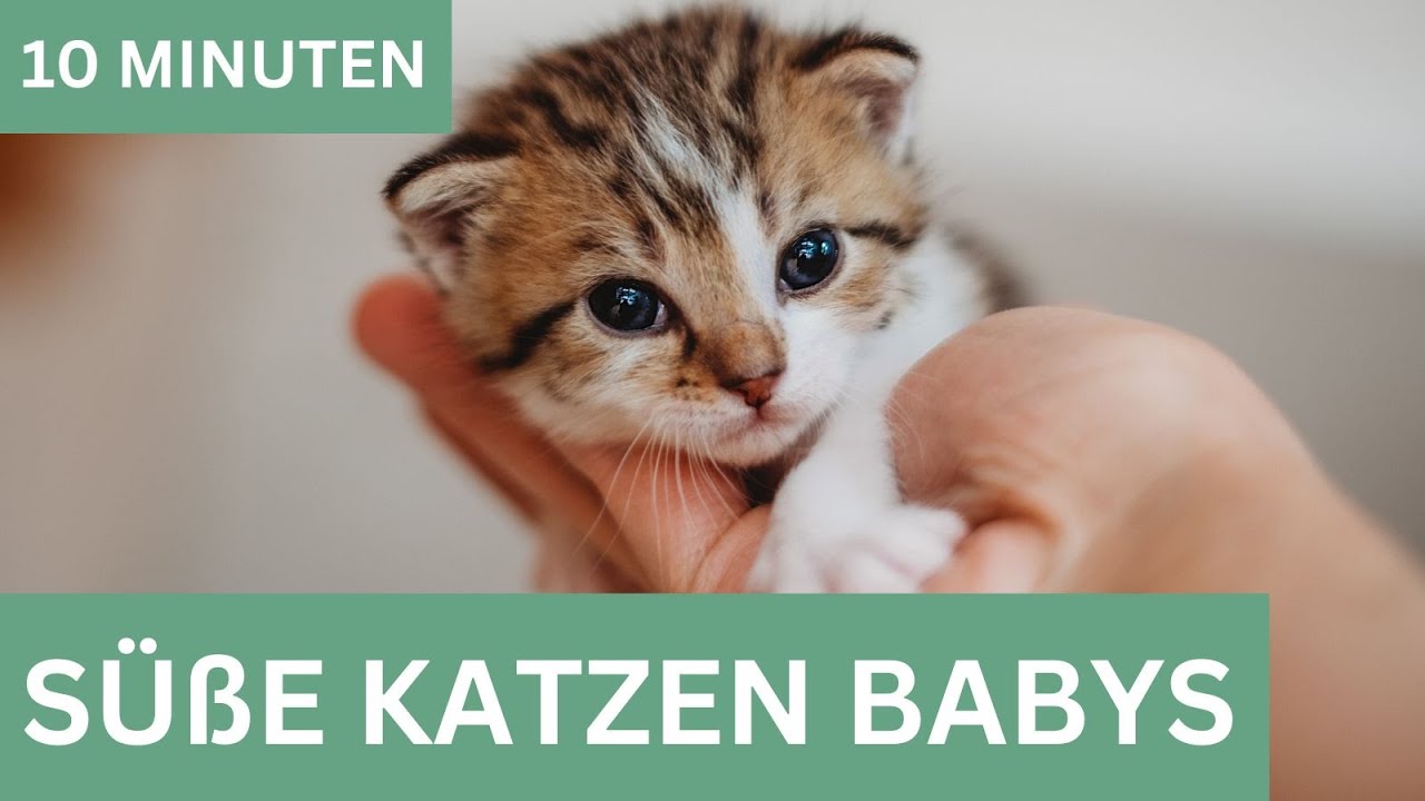 Süße Katzen Baby Videos | Kitten - YouTube