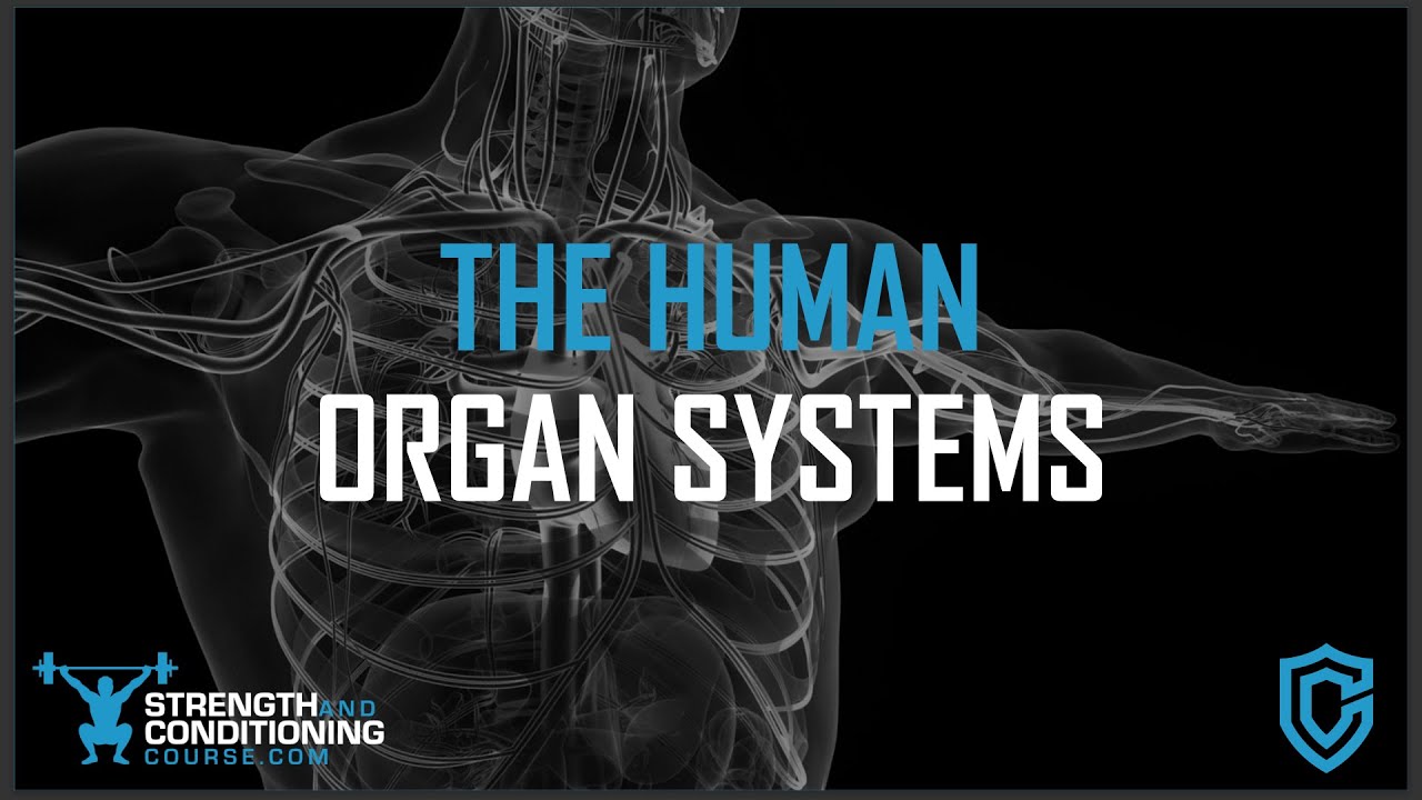 INTRODUCTION: THE HUMAN ORGAN SYSTEMS - YouTube