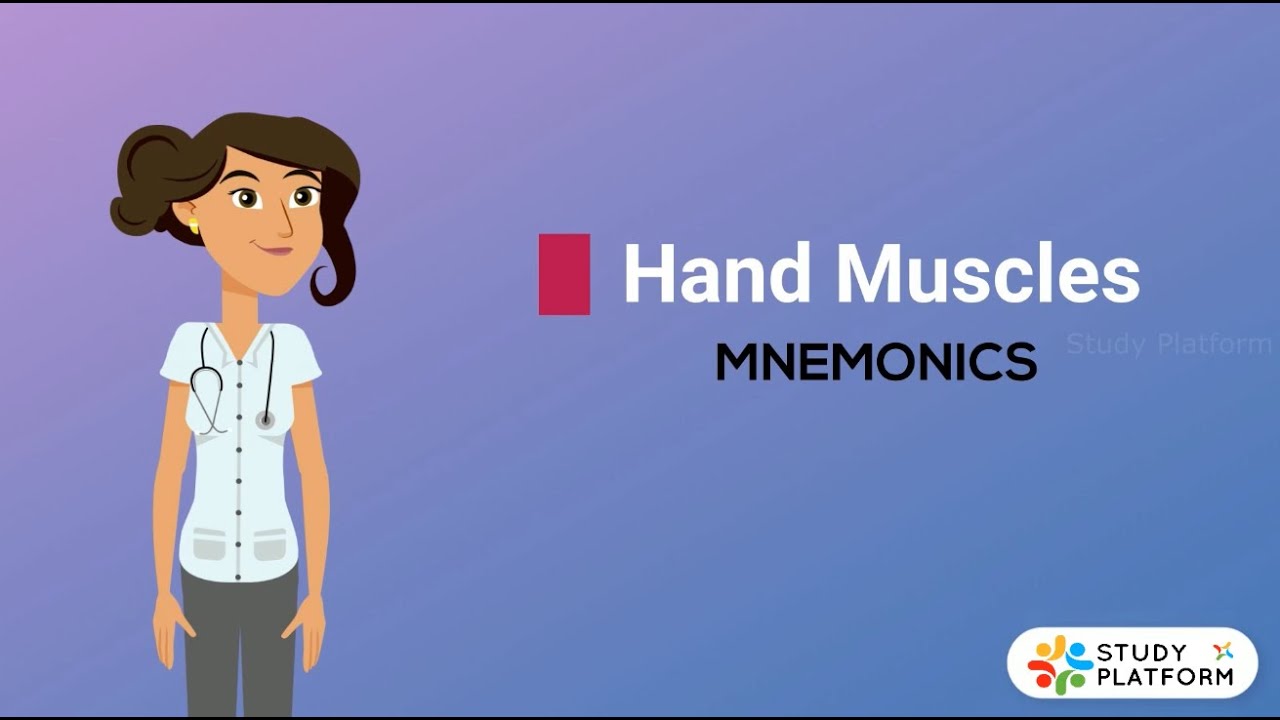Memorize Hand Muscles in Minutes: The Simpler-Than-You-Think Trick ...