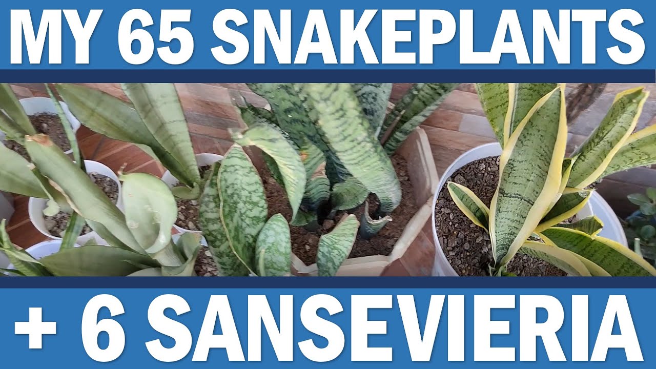 My 65 Snake Plants Collection plus 6 Sansevieria - YouTube