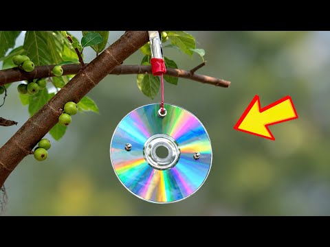 60 yaşlı çinli fermerin parlaq ideyası: Ağaca CD asın və nə baş verdiyini görün!