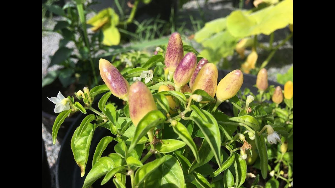 Prairie Fire Chili Pepper taste-testing! - YouTube