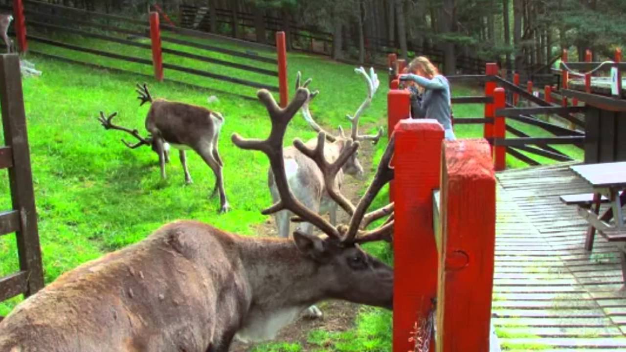 Scottish Reindeer Farm - YouTube
