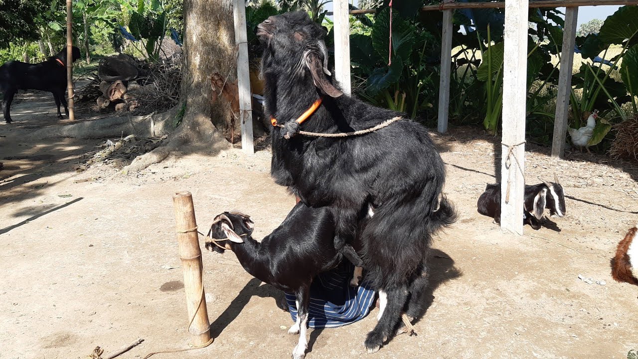 Goat Meeting #goat_meeting_very_pawerfull_goat - YouTube