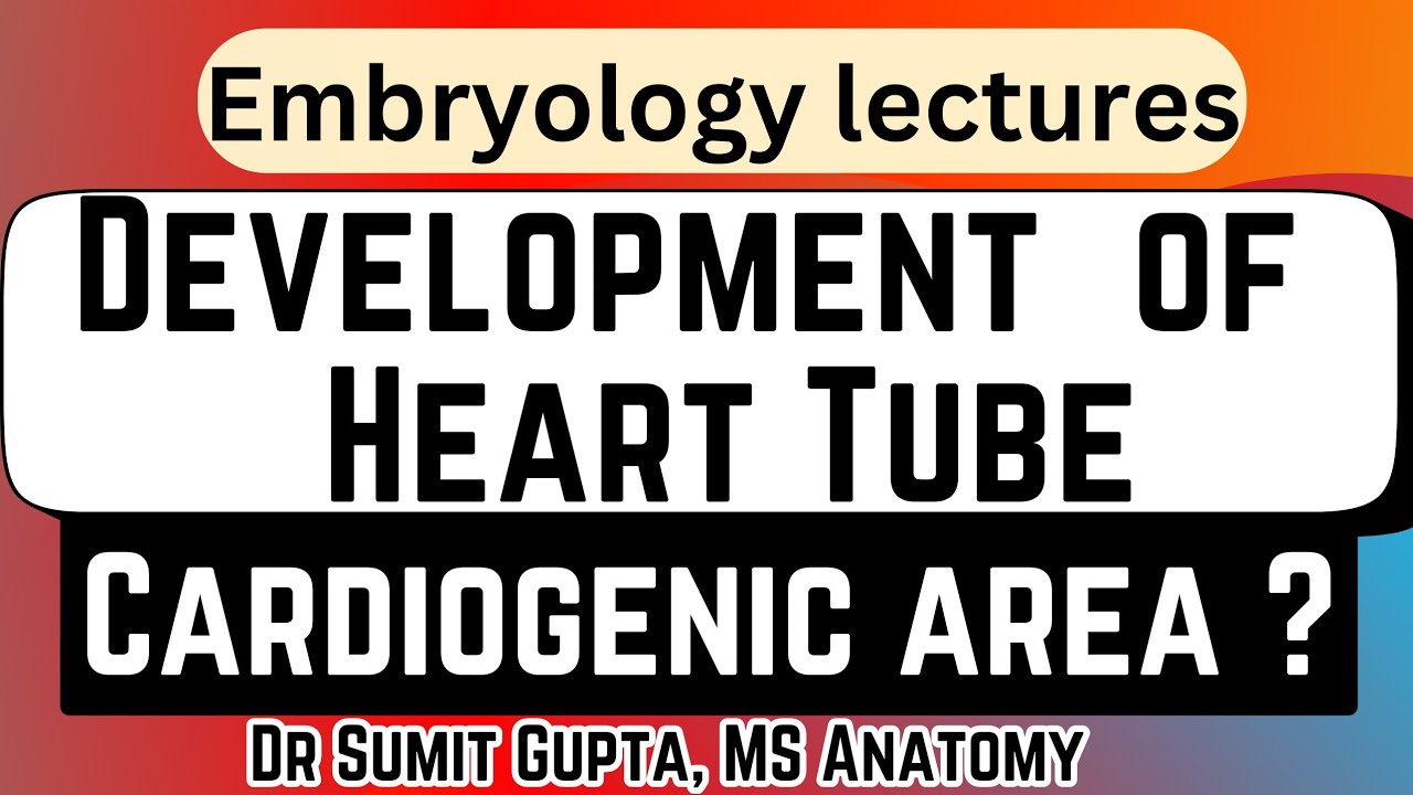 Development of Heart Tube | Cardiogenic area | Heart Embryology - YouTube