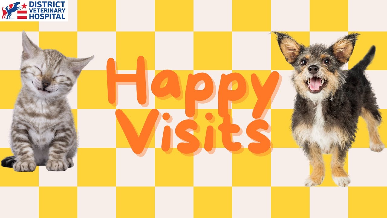 Happy Visits at District Vet - YouTube