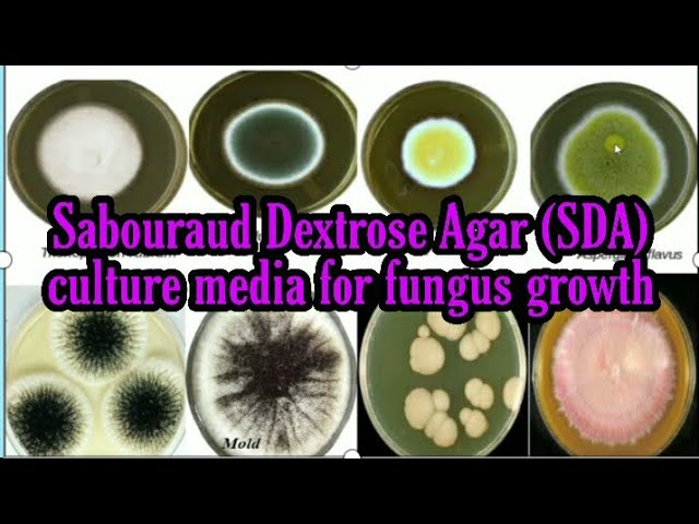 Sabouraud Dextrose Agar Sda Introduction Principle Composition