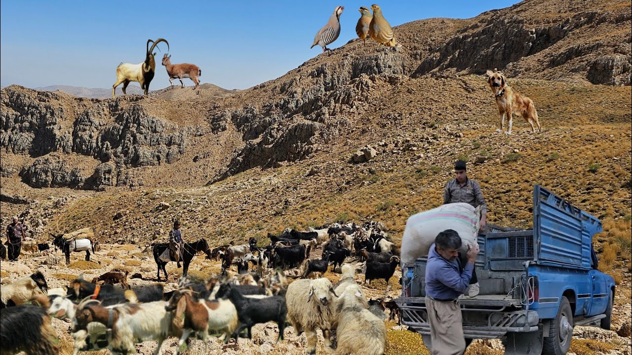 Forced Migration of Nomadic Shepherds to the Zagros Mountains | Nomadic ...