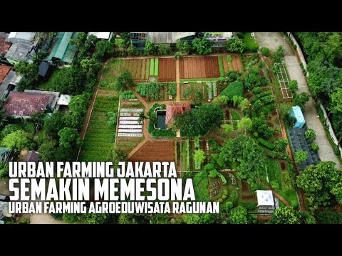 Percontohan Urban Farming Terlengkap di DKI Jakarta - YouTube