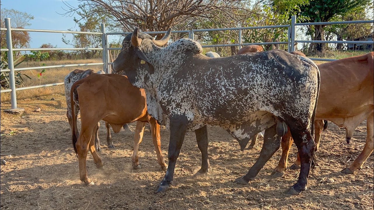 Hermoso toro Sardo Negro puro con registro está disponible también hay ...