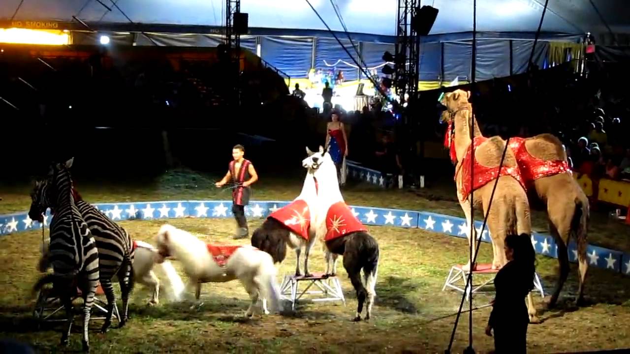 Circus 8-2010 - ponies running around camels llamas and zebras - YouTube