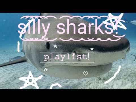 silly sharks playlist! - YouTube