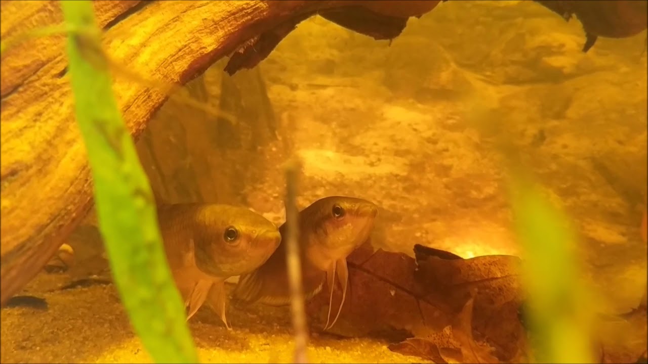 Betta enisae biotope, day something! - YouTube