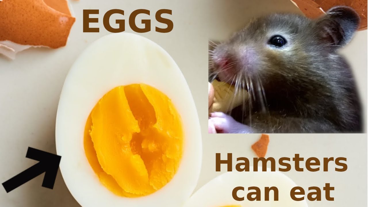Hamster Eating Boiled Egg - YouTube