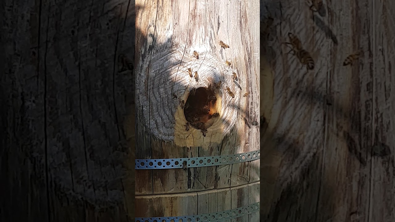 Ruche tronc, habitat naturel pour les abeilles - YouTube