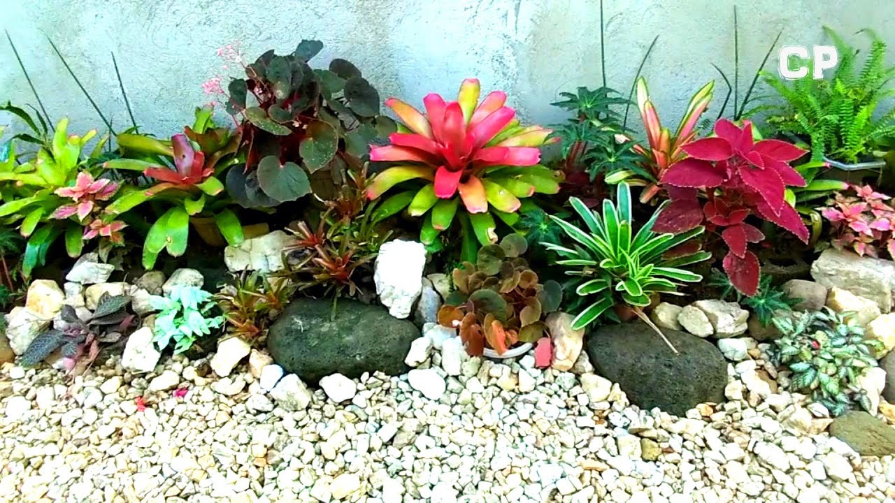 MY EXOTIC ORNAMENTAL PLANTS AND JAPANESE INSPIRED GARDEN - YouTube