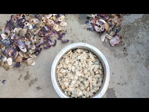 மட்டி கறி பிடிப்பது மற்றும் சமயல் எப்படி செய்வது / Matti curry catching ...