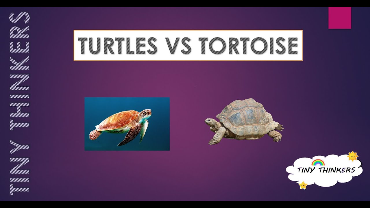 Turtles vs Tortoise| Difference | Kids | Tamil | Difference between turtle and tortoise - YouTube