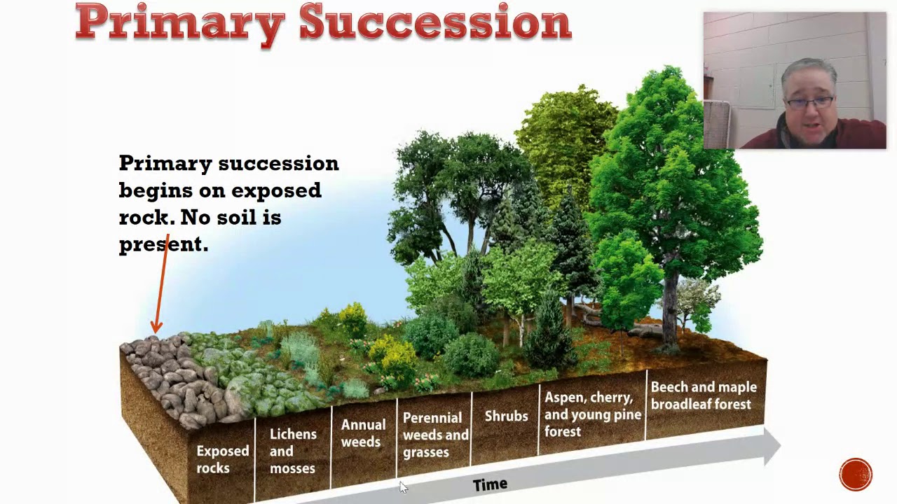 Community Succession - YouTube